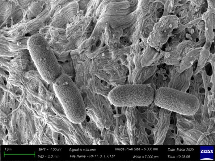 New Species Discovered in 2020 - The Top 20 Species Of 2020