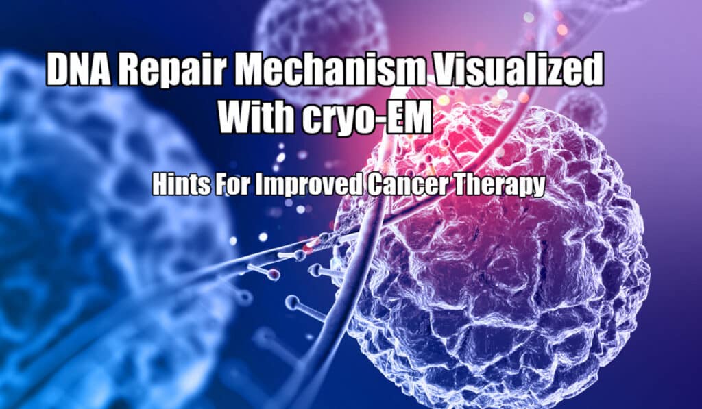 cryo-EM Visualization Of DNA Repair Offers New Insights